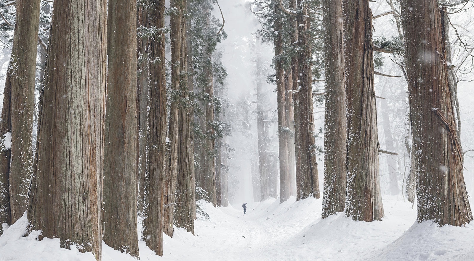 『treeline（ツリーライン）』Patagonia Films | マザーアースアロマセラピー / Mother Earth ...